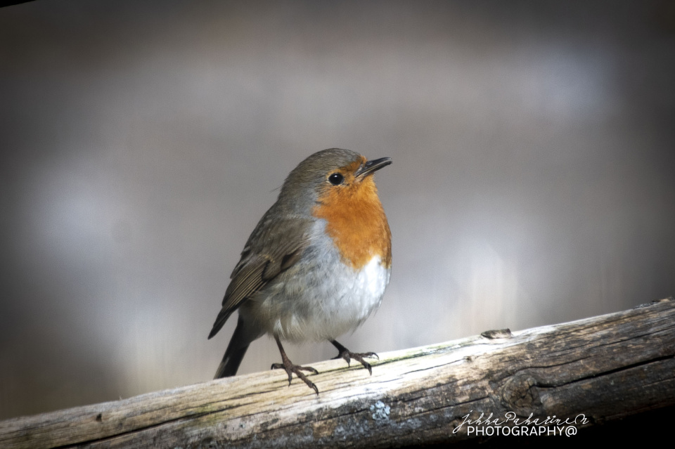 ..Ah Robin, gentle robin... | yuba | Blipfoto
