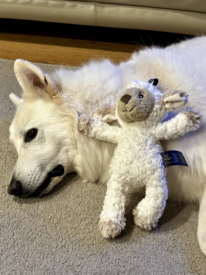 Sheep dog! | AndrewNZ | Blipfoto