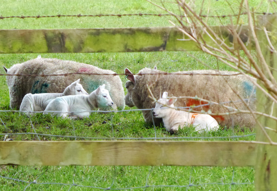Sheep (again) | FrankS | Blipfoto