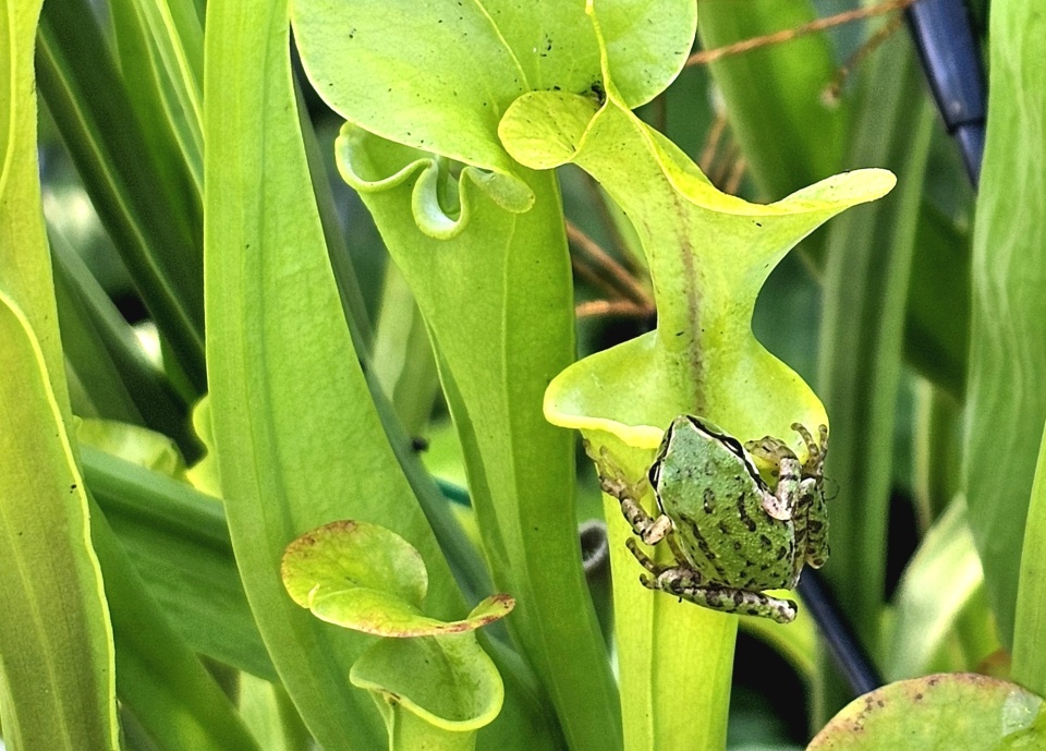 Pacific Northwest Tree Frog on a Pitcher Plant | RonaldBerry | Blipfoto