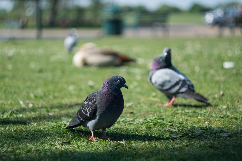 Blinky pigeon | spannarama | Blipfoto