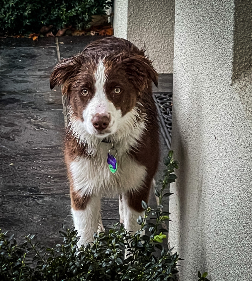 Damp dog…… | Lizimagiz | Blipfoto