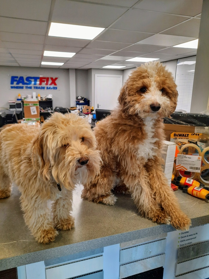 Yodel Couriers | HareBrain | Blipfoto