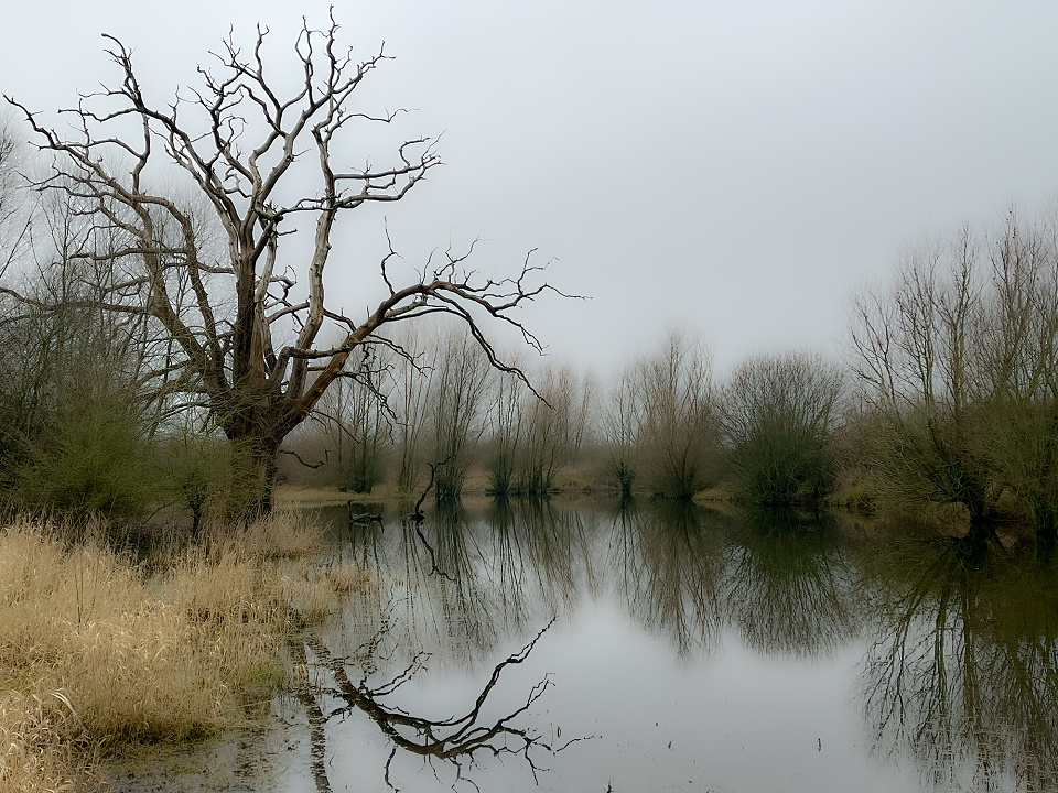 Skeletal Branches | Hillyblips | Blipfoto