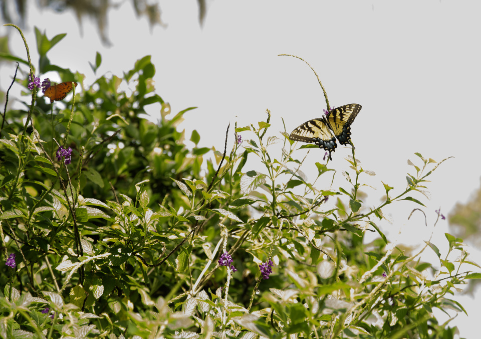 Butterflies | bugsman | Blipfoto