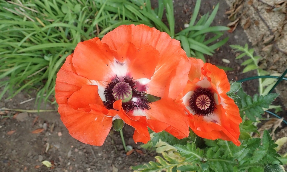 Papaver Picotee | Meconopsisblue | Blipfoto