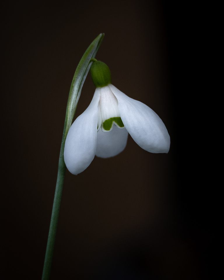 Solitary Snowdrop (colour version) | AH14 | Blipfoto