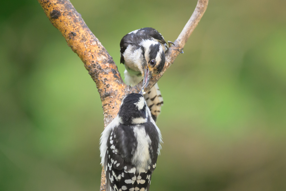 Awwwww | dbifulco | Blipfoto