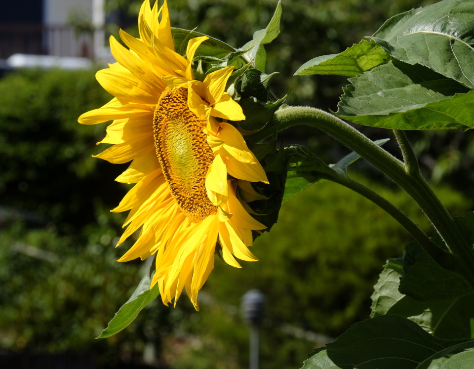 Sunflower . . . Neil Diamond | V1k1 | Blipfoto