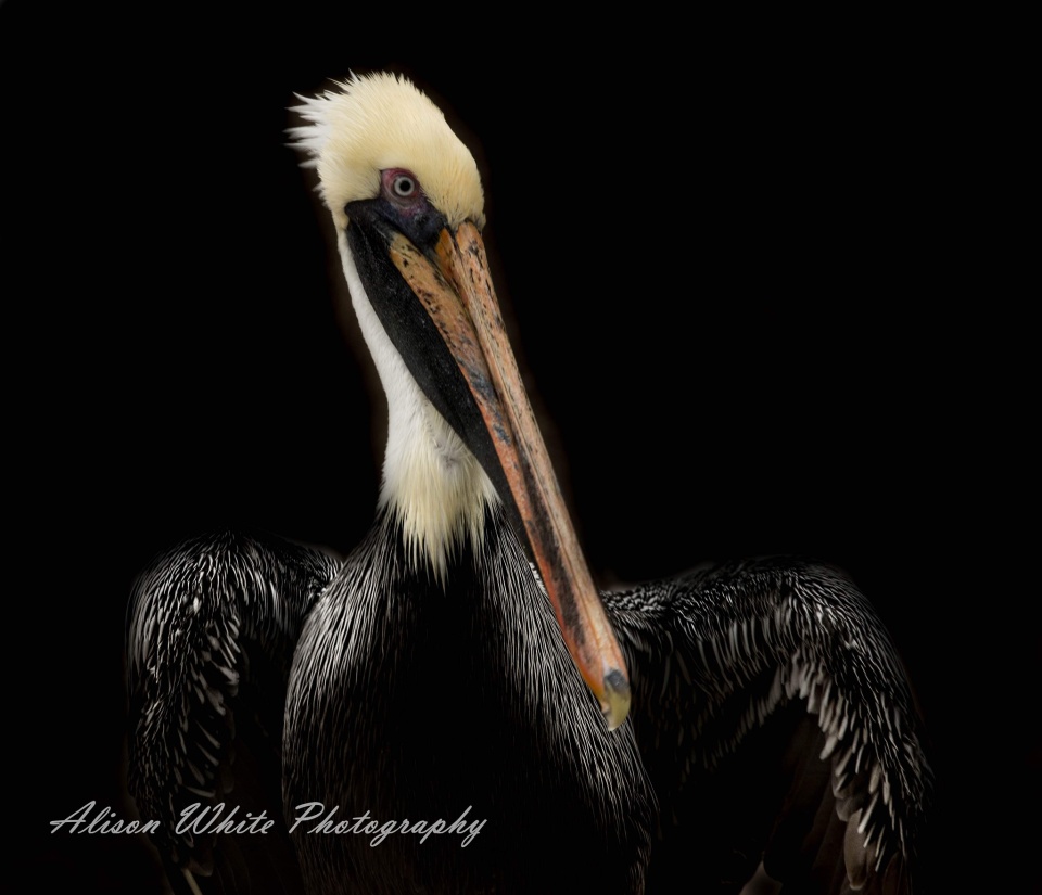 Seaside seabird Sanctuary | Alison666 | Blipfoto