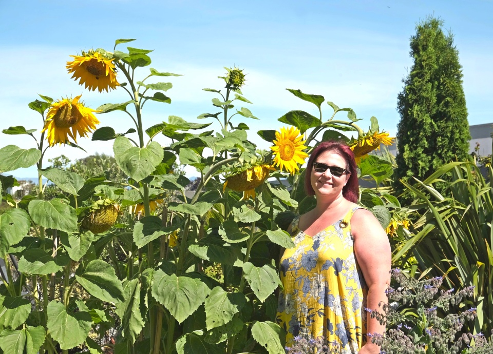 Flower Friday . . . Sunflowers | V1k1 | Blipfoto
