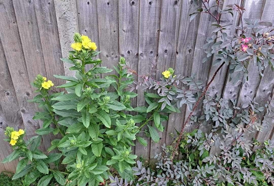 Evening Primose | Emsie | Blipfoto