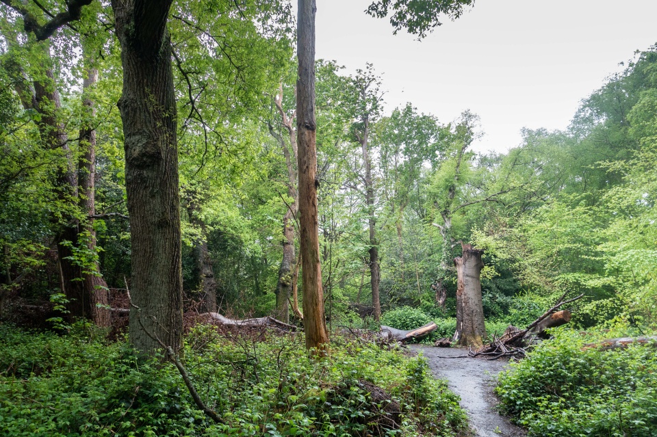 Redhill Common | ShutterFingers | Blipfoto