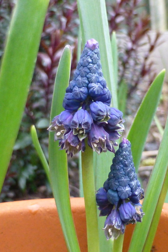 Muscari paradoxum aka Bellevalia pycnantha | Kipsie | Blipfoto