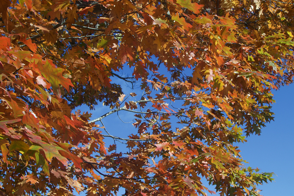 Autumn | nangee | Blipfoto