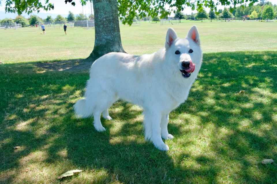 Nose licking good! | AndrewNZ | Blipfoto