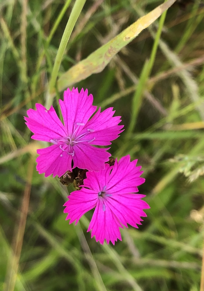 Beautiful wild flowers... | pkln | Blipfoto