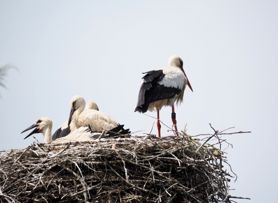 New life | pkln | Blipfoto