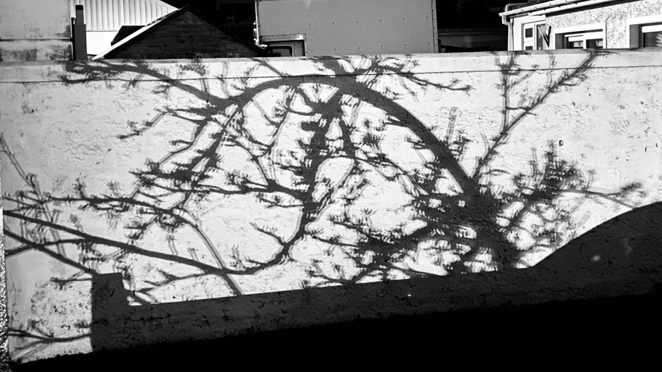 Apple tree shadow play | Swann6 | Blipfoto