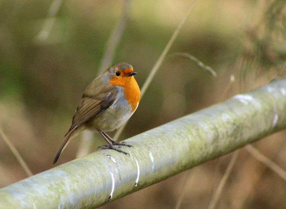 Red Red Robin | theBroon | Blipfoto