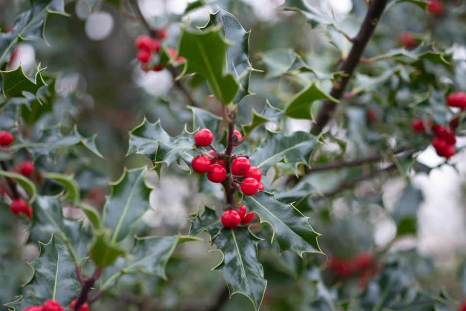 Holly | JoJ | Blipfoto