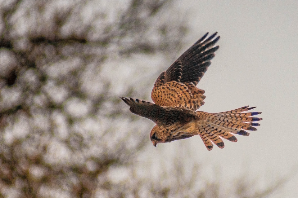 Kestrel hovering | DNWinterburn | Blipfoto