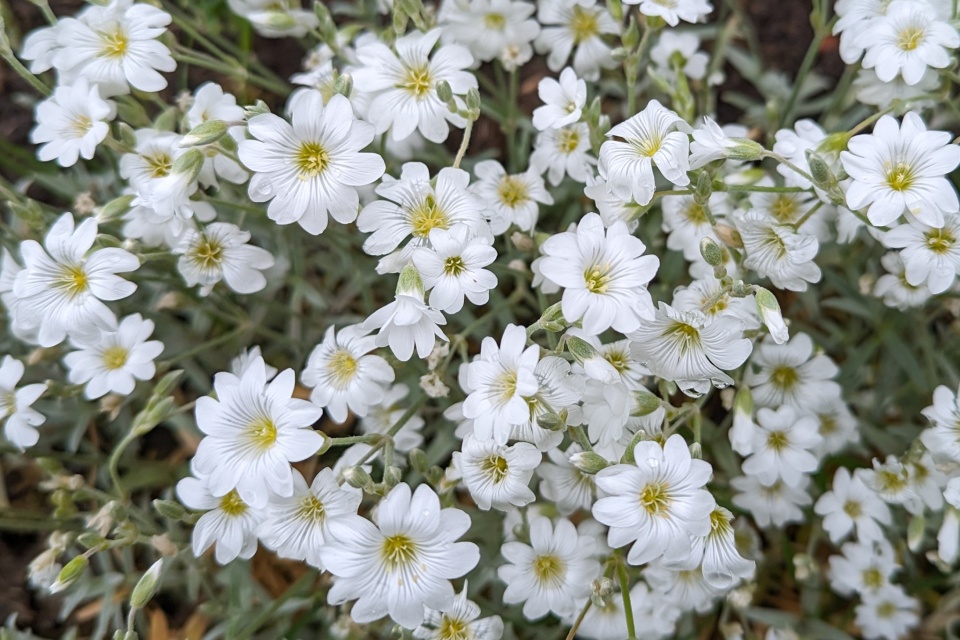A quick blip from the garden... | 60plus11 | Blipfoto