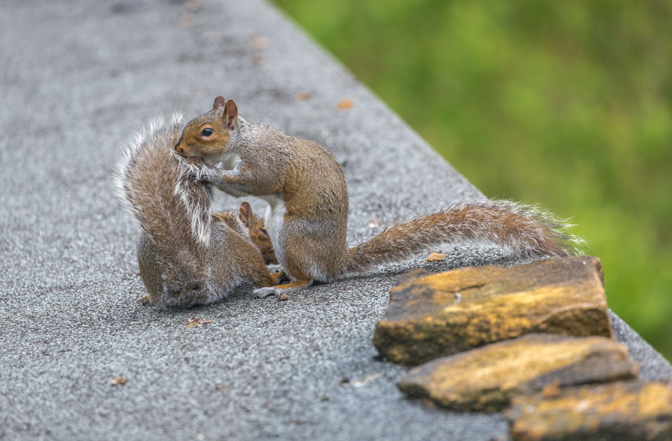 Squirrels in a frisky mood | CleanSteve | Blipfoto