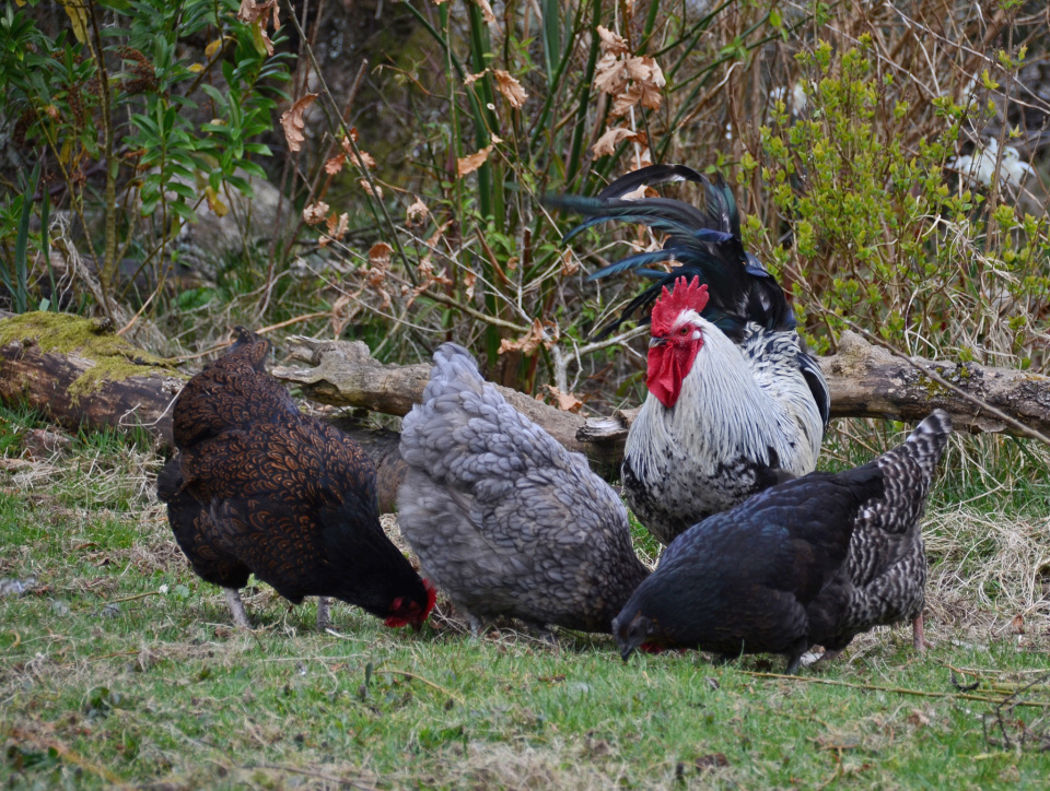 Art, chickens and wind! | Maurice1948 | Blipfoto
