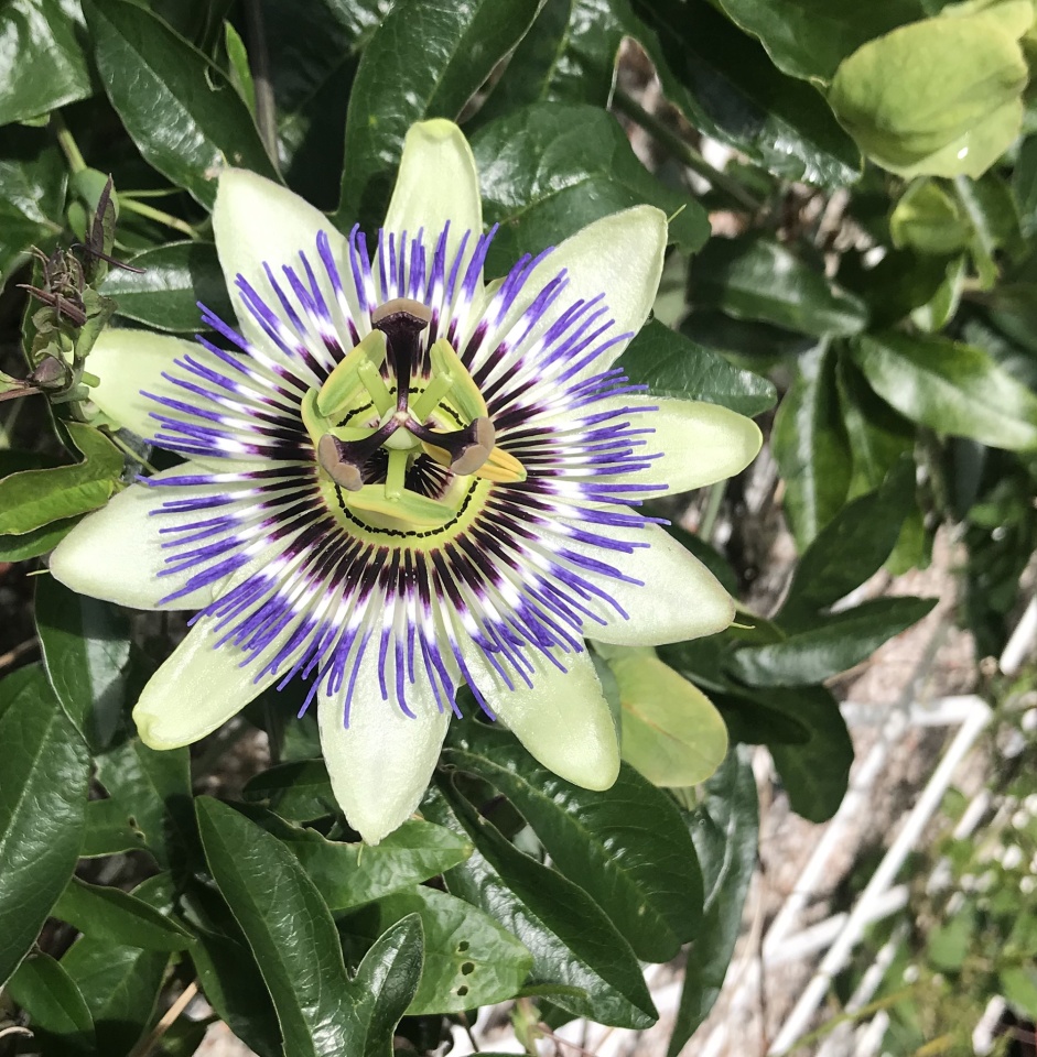 Passiflora ( Damsel’s Delight) | yogajill | Blipfoto