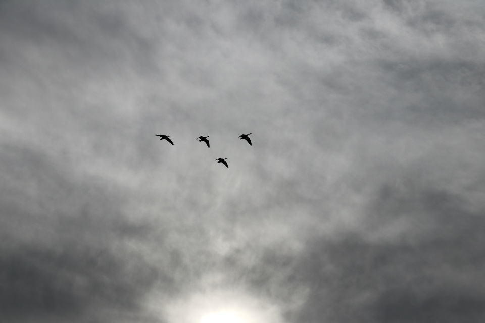 morning fly over | stillandknow | Blipfoto