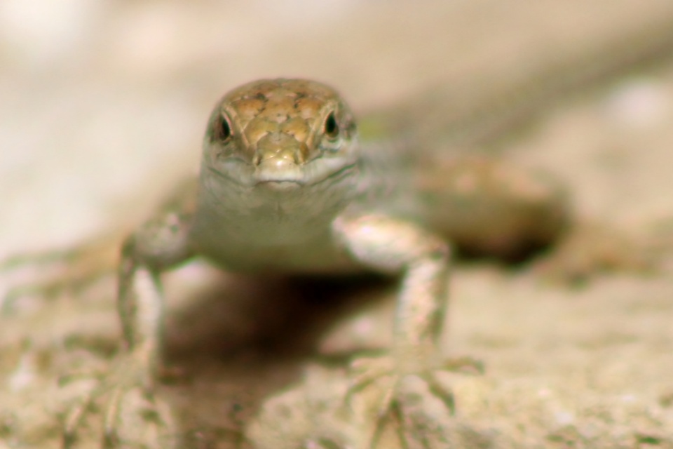 Thin Lizard! | theBroon | Blipfoto
