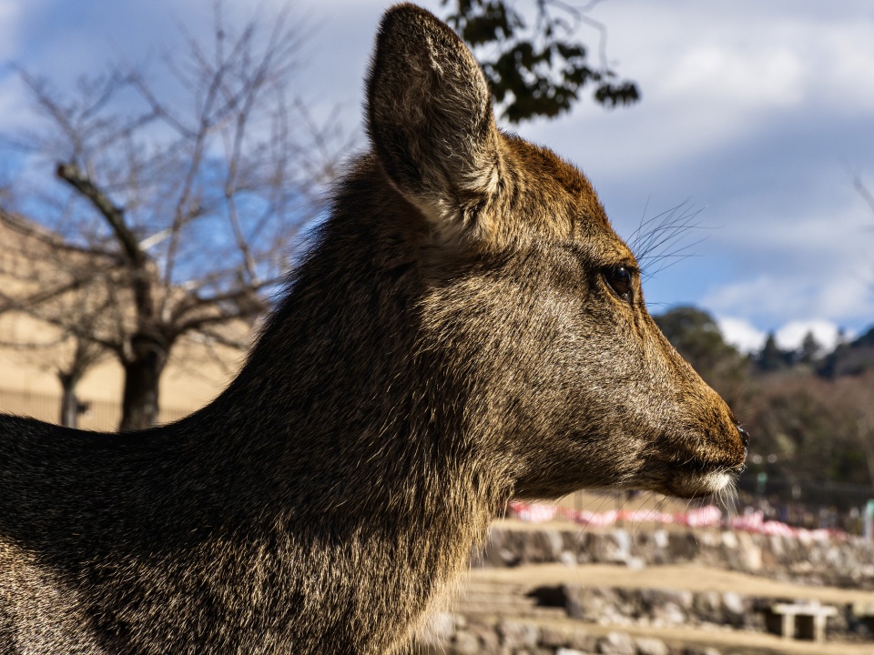 Nara | maureen6002 | Blipfoto