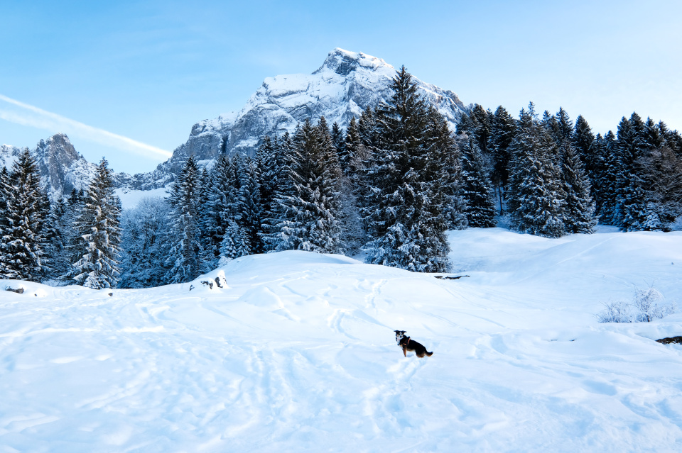 Sledging birthday party in the mountains | Reike | Blipfoto