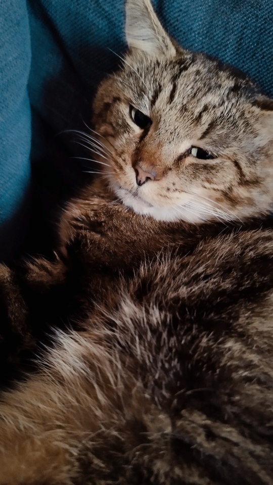 Deli-cat | Rathmandu | Blipfoto