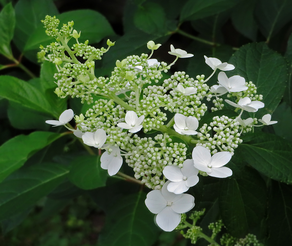 Lacey Hydrangea | VandeGraaff | Blipfoto