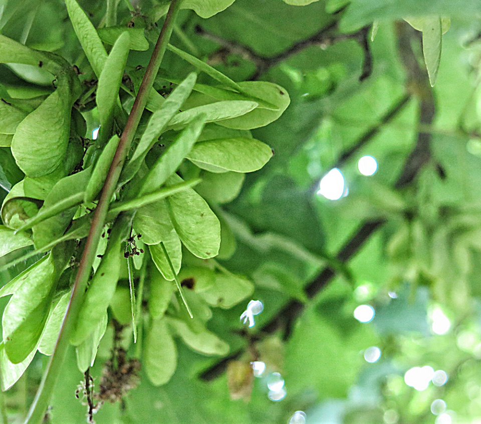 looking up | inkface | Blipfoto