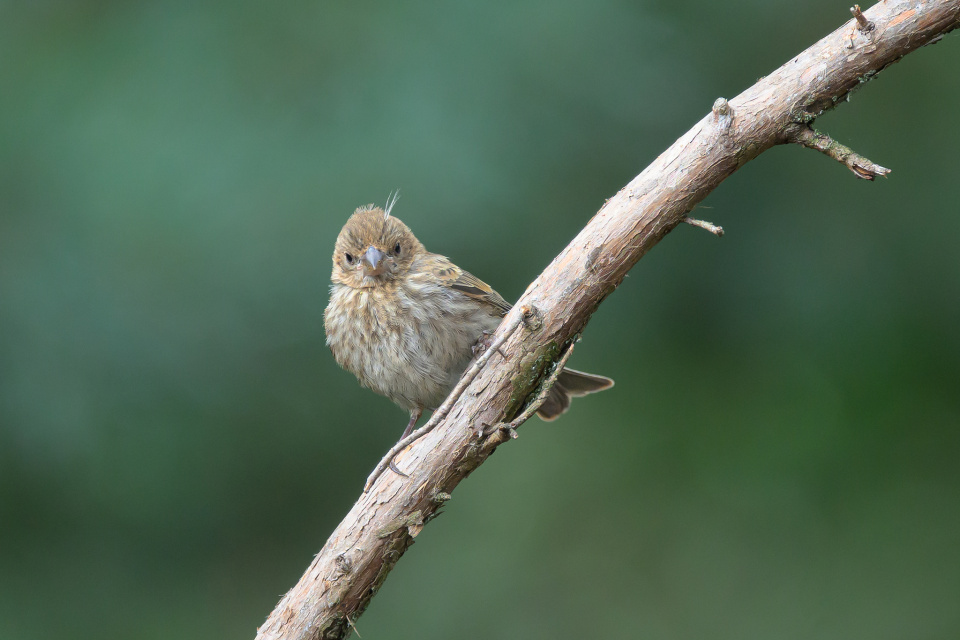Great Uni-Horned House Finch | dbifulco | Blipfoto