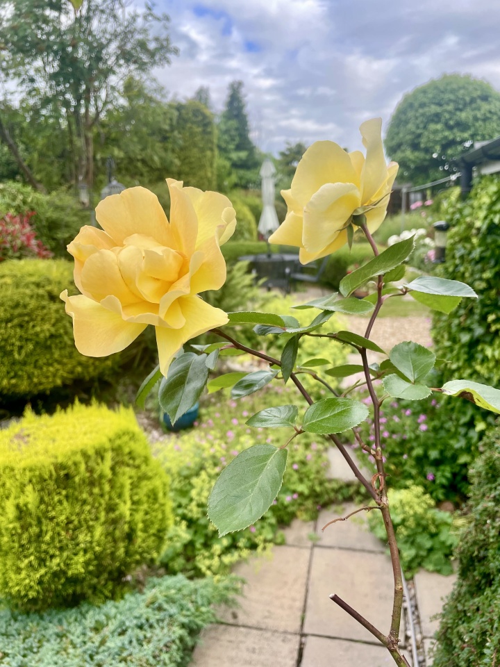 My yellow roses which grow by the garage wall……. | biddy | Blipfoto