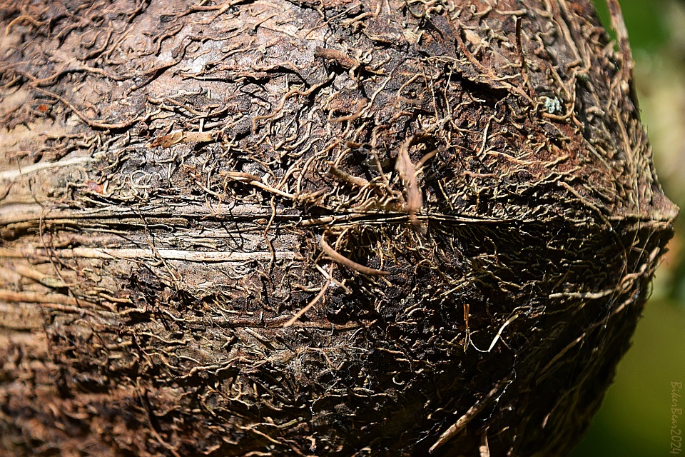 Tiny ........... | BikerBear | Blipfoto