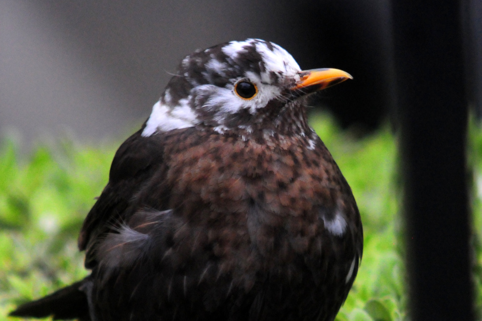 a whatever bird | gordo | Blipfoto