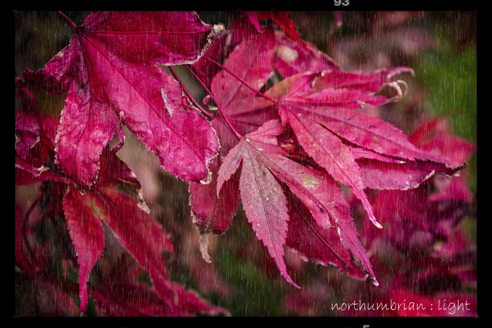 Clinging to the wreckage ... | RobinDown | Blipfoto