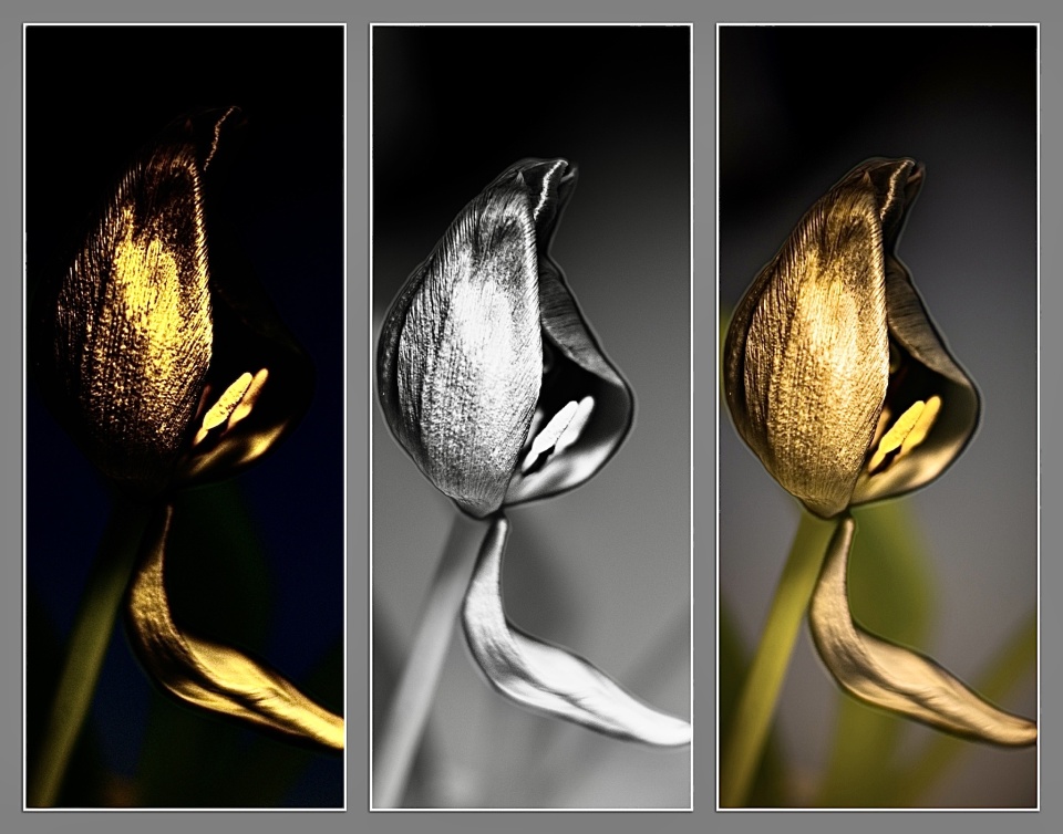 Gold, Silver, Bronze | maureen6002 | Blipfoto