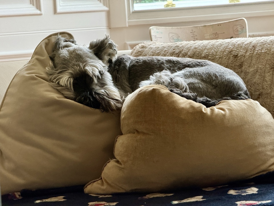 Pip makes himself at home… | LadyMarchmont | Blipfoto