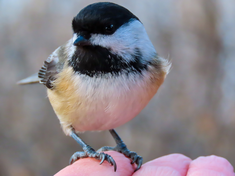 Chickadee close up | KevinV | Blipfoto