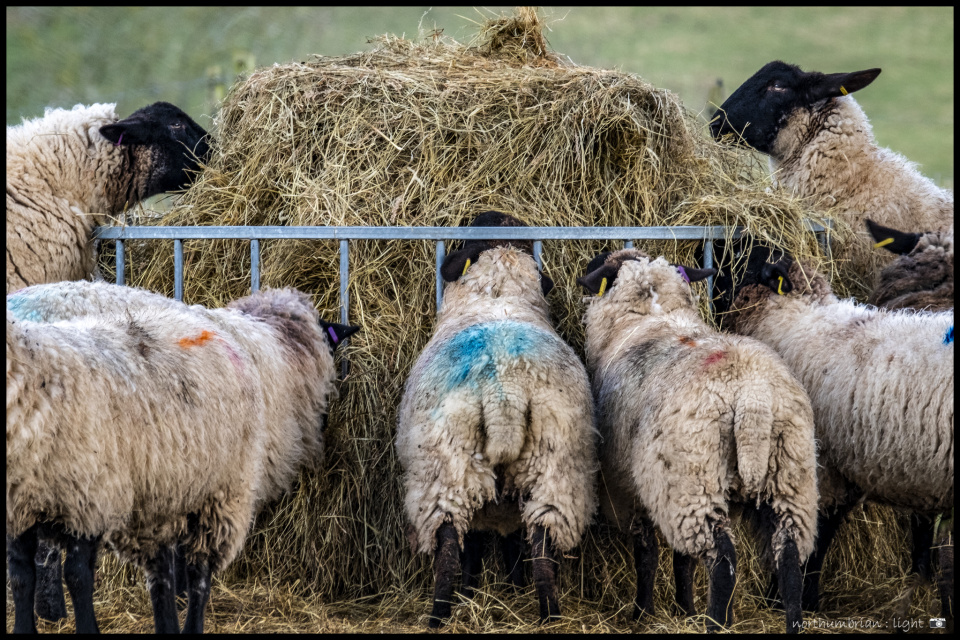 Bums rush ... | RobinDown | Blipfoto