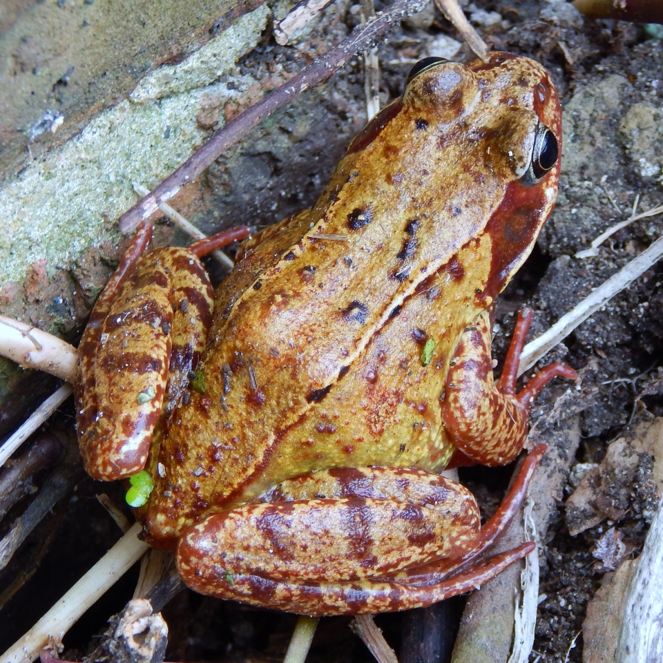 Golden Frog | Mothermudd | Blipfoto