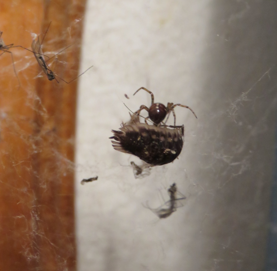 The Winter Spiderville Report | GirlWithACamera | Blipfoto