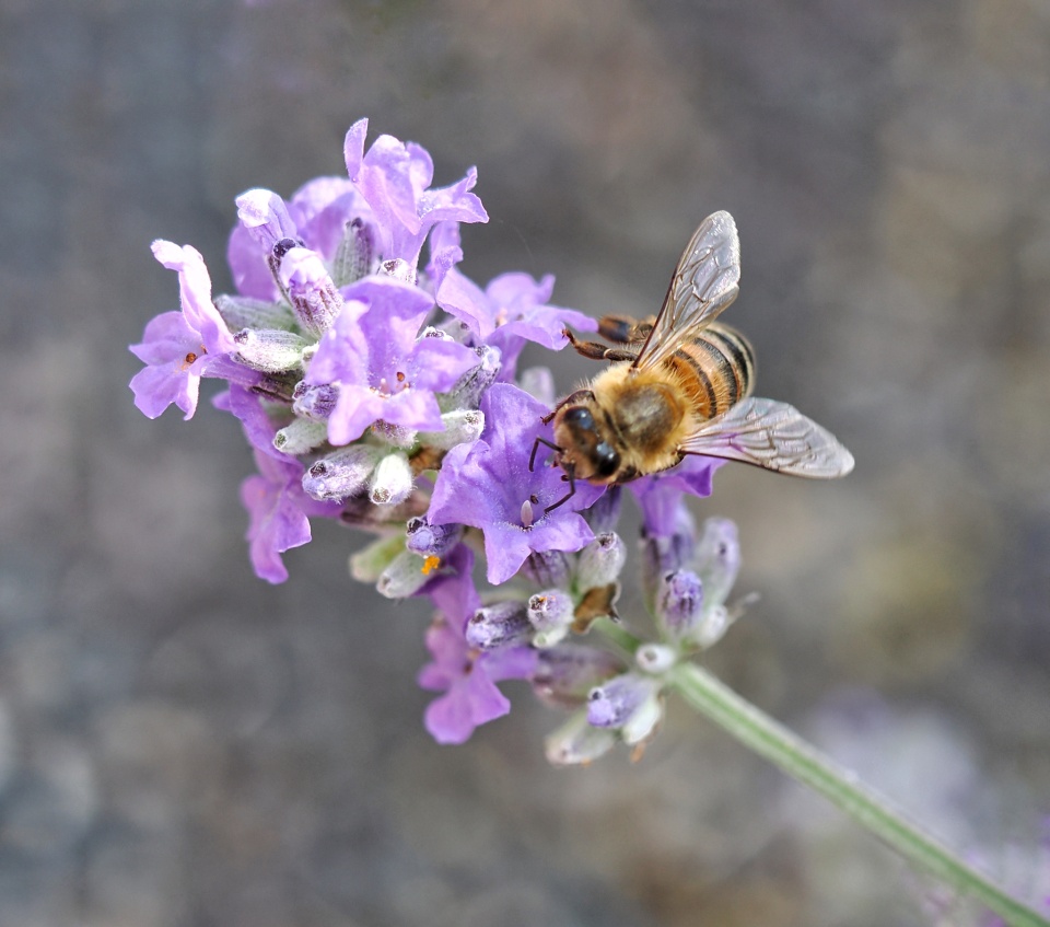 Lavender and Honey | BlackTulip | Blipfoto