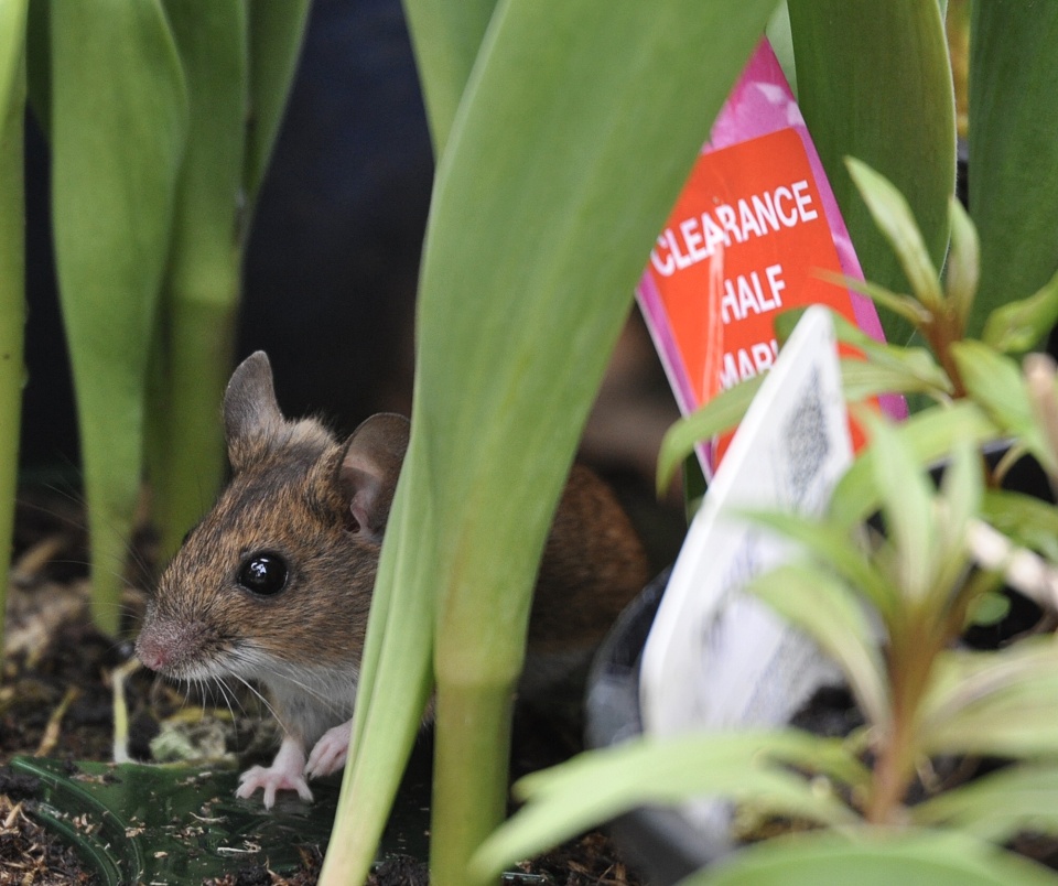 My little mouse | Houseonahill6 | Blipfoto